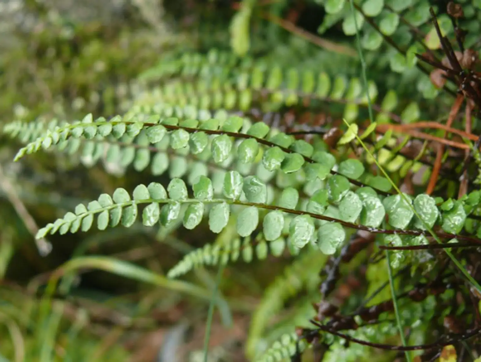 ZANOKCICA SERPENTYNOWA